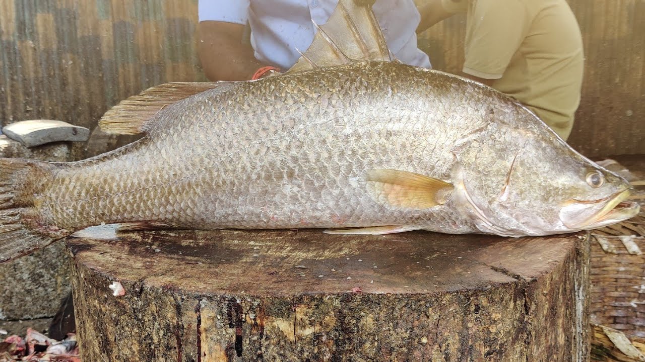 9KG BIGGEST SEA ORGINAL SEA BASS FISH CUTS - YouTube