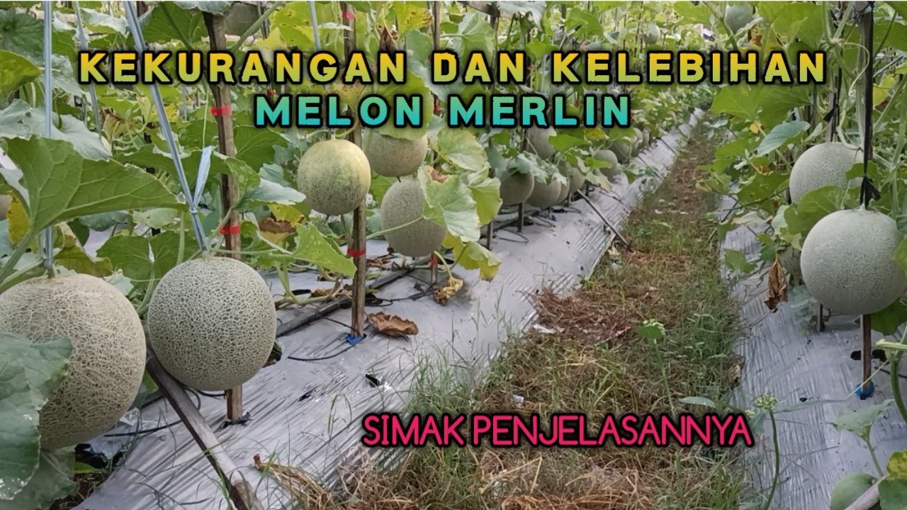 KEKURANGAN DAN KELEBIHAN MELON MERLIN #merlin - YouTube