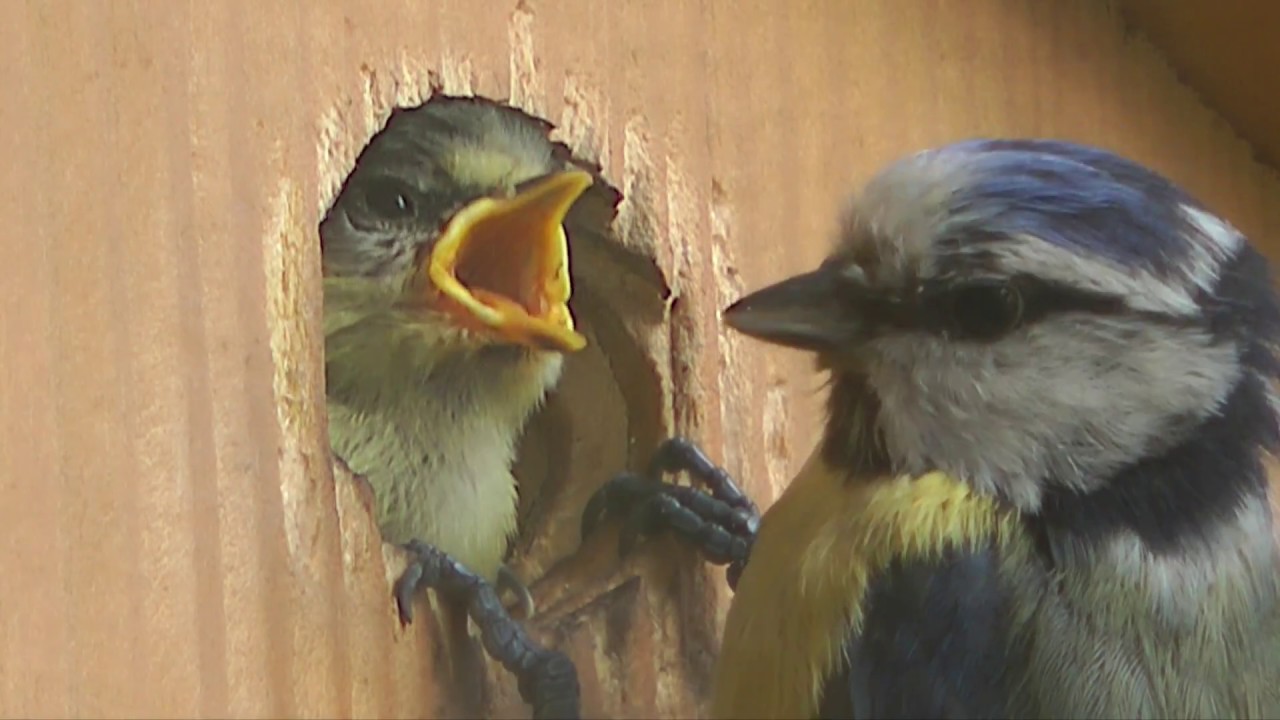 Koolmezen en pimpelmezen vliegen uit in "Het is lente" / It's spring ...