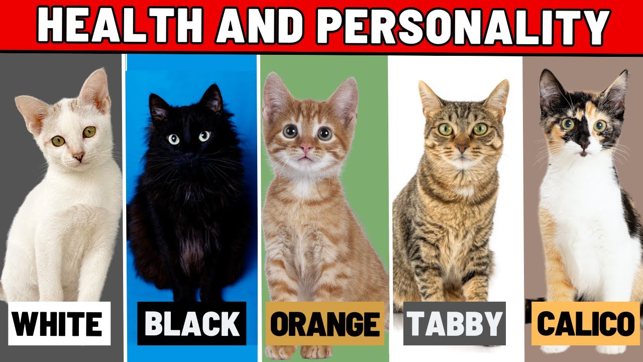 What Your Cat's Color Says About Their Personality and Health - YouTube