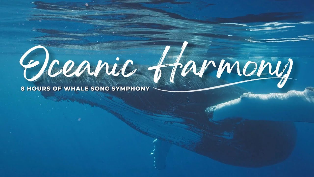 Oceanic Harmony: 8 Hours of Whale Song Symphony - YouTube