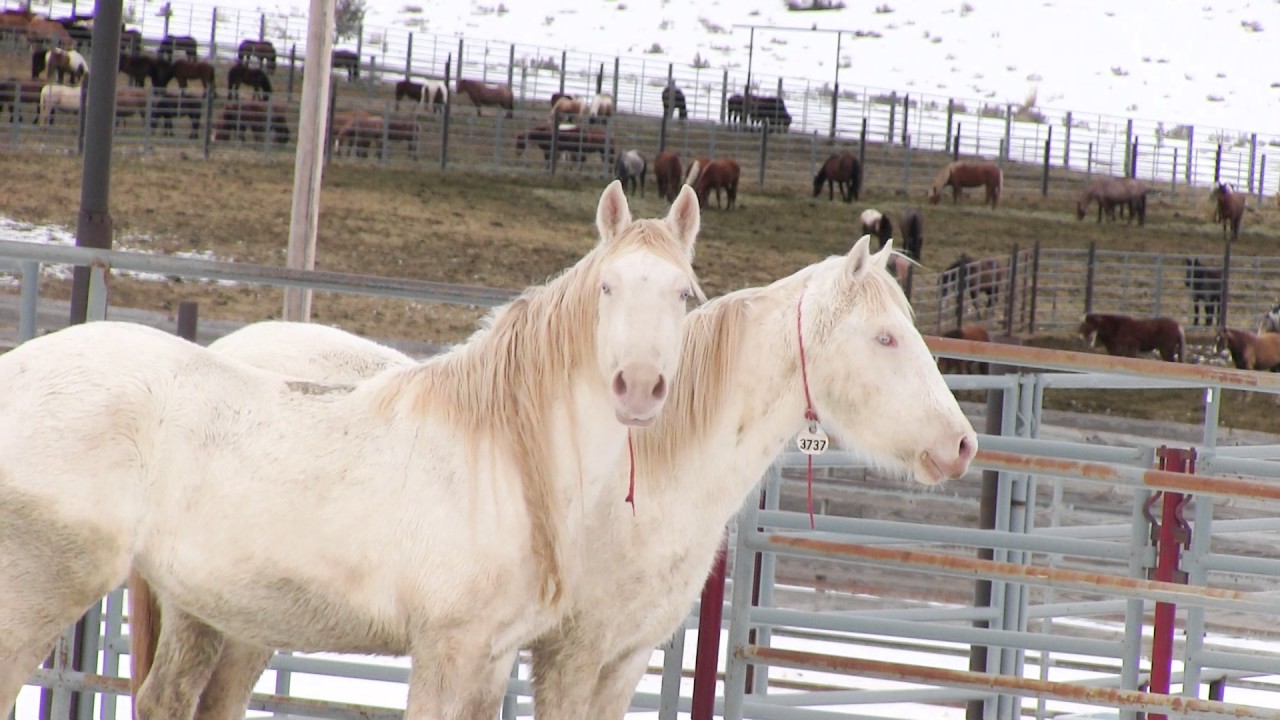 WILD Horse Soul Sisters of the South Steens, Oregon - YouTube