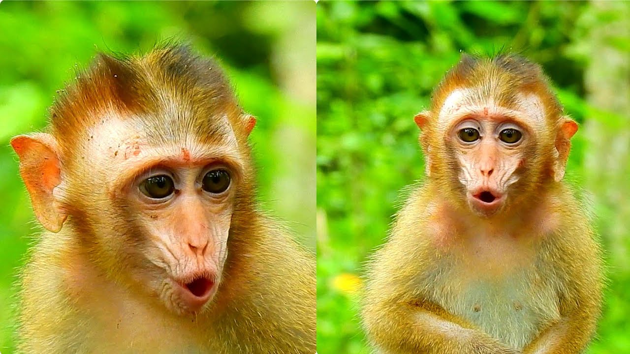 Miserable life Abandoned monkey Candy crying pityful missing home ...