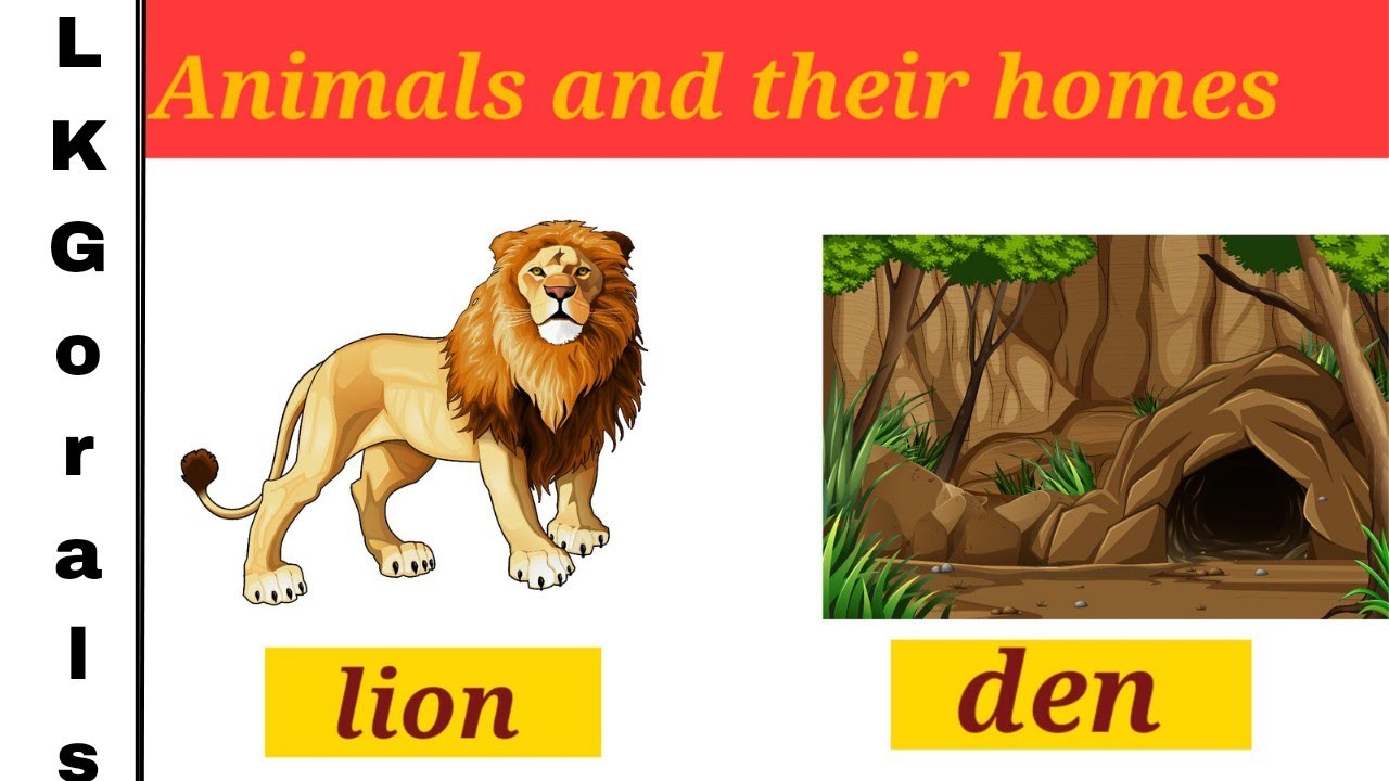 Animals and their homes. Animals house. Shelter of animals ## - YouTube