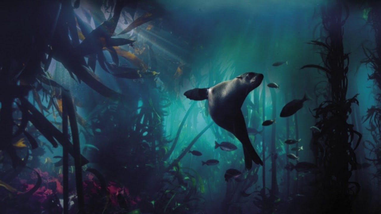 BBC Blue Planet 2 - Trailer Music Composition - YouTube