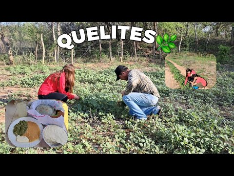  Quelites 💯de rancho comida tradicional y una cuajada fresca con un vaso de limonada 🤤 😋 👌🍲🍚🍋