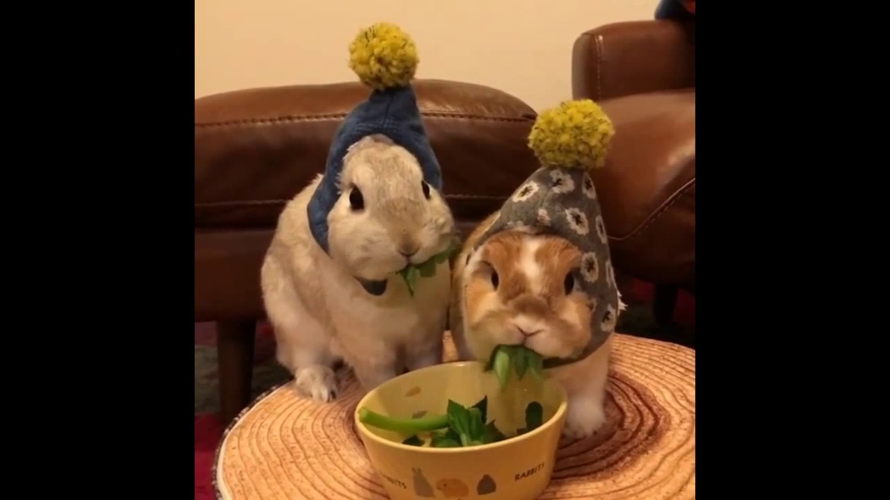 Bunnies In Hats Eating - YouTube