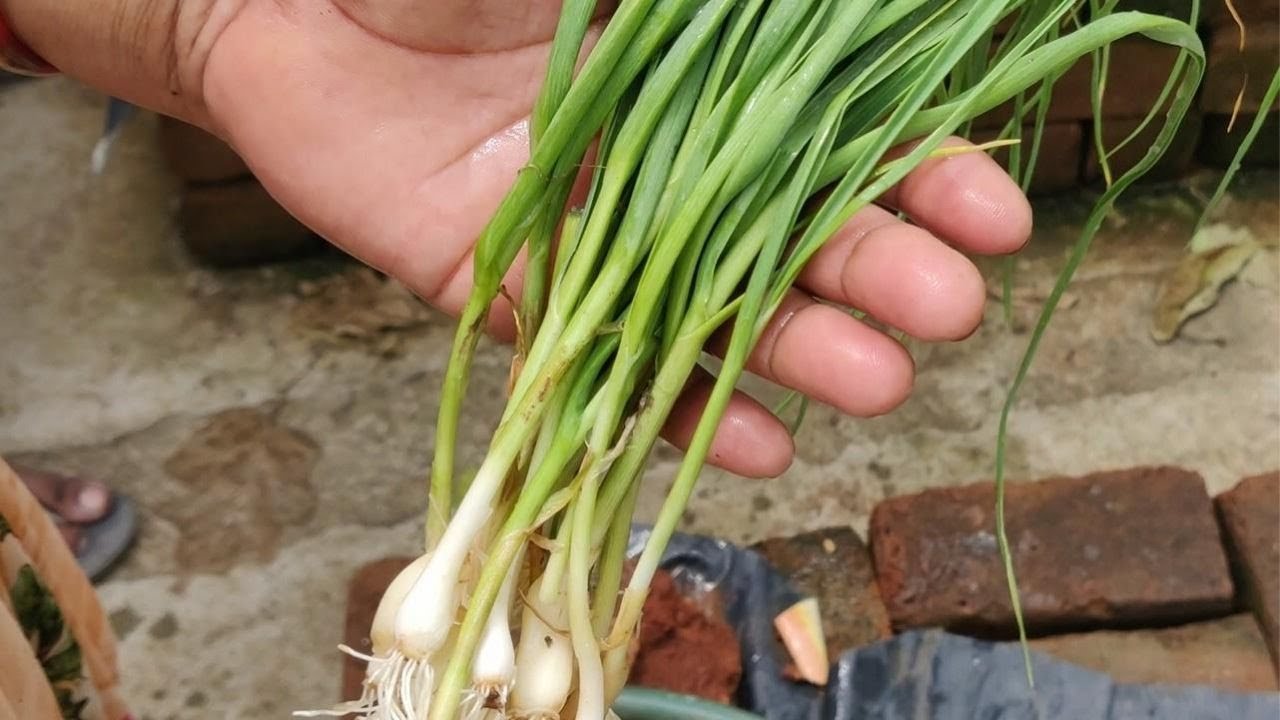 How To Grow Green Garlic At Home | Garlic leaves| Hara Lahsun kaise ...