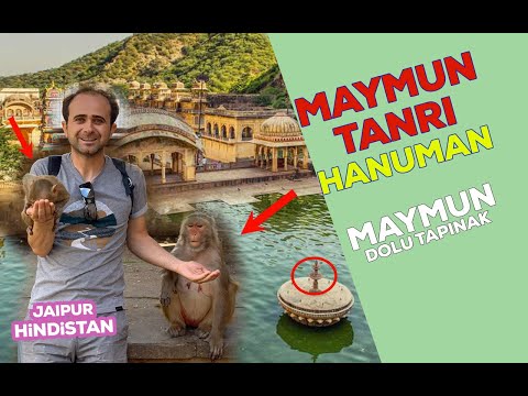 Maymunlara Tapıyorlar! Maymun Tanrısı Hanuman İle Tanışın !!!(Sonuna Kadar İzleyin)