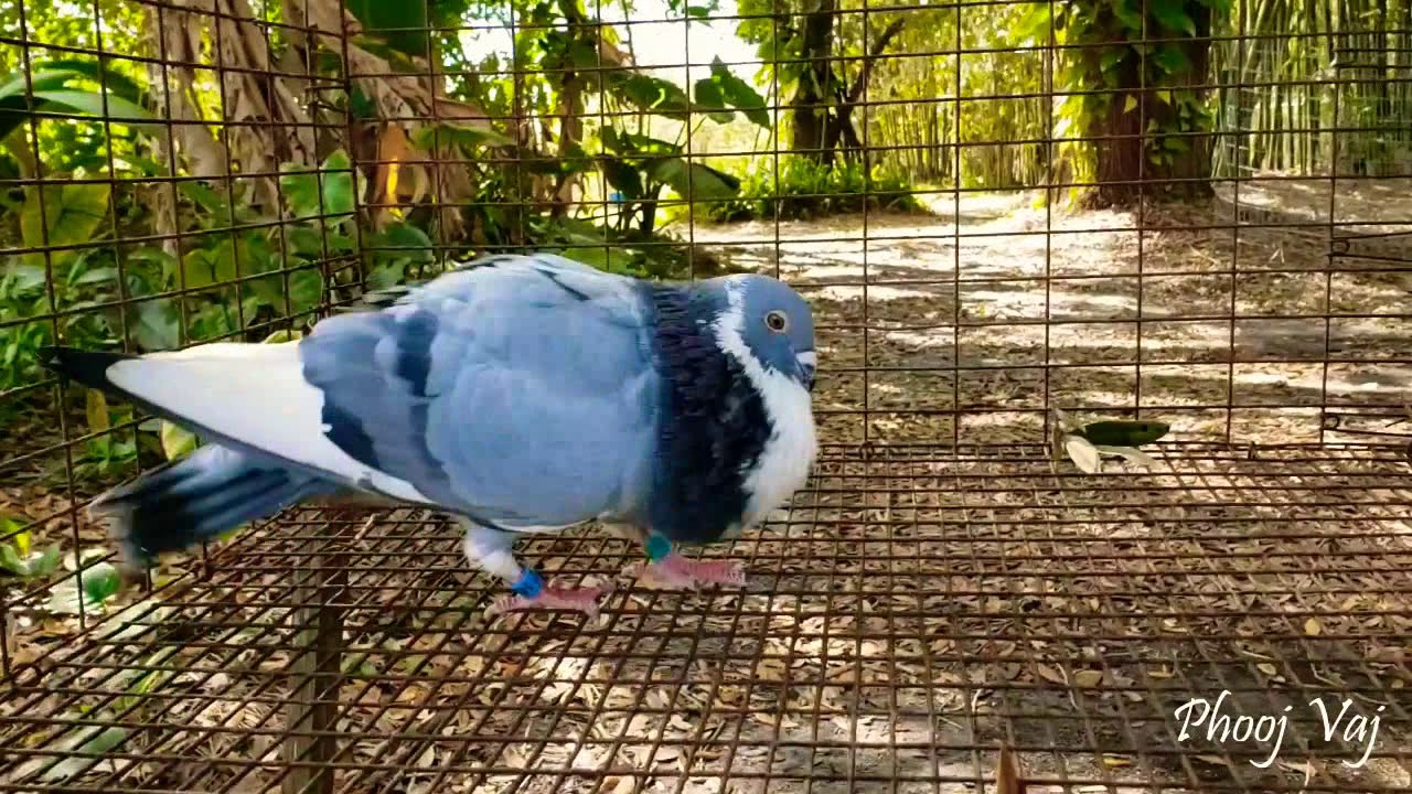 Cuban Pouter - Young Male Strutting - 2/11/2020 - YouTube