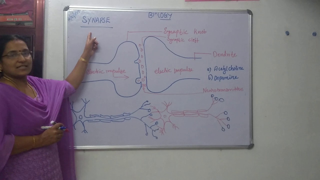 10th BIOLOGY|Generation and transmission of impulse|Synaps|Different ...
