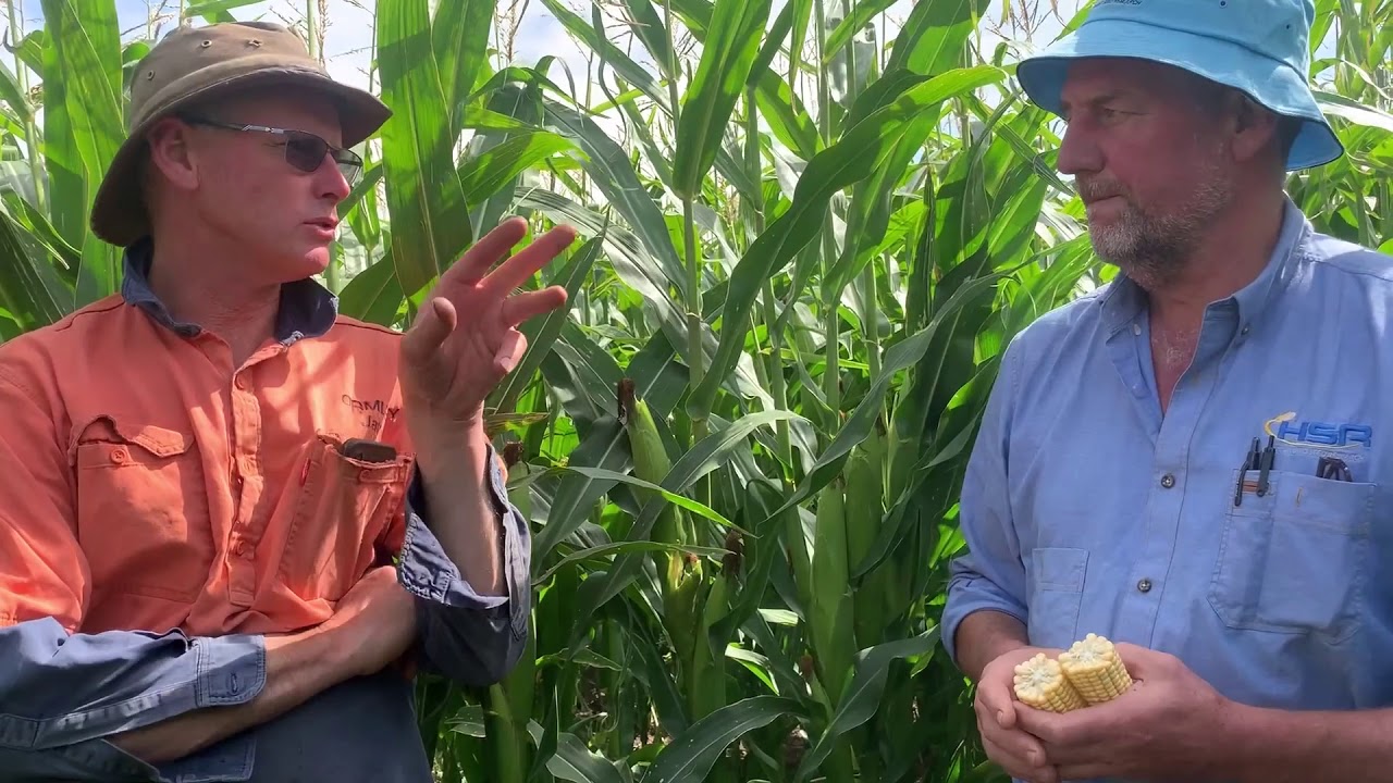 3. Drying down the crop and improving harvestability - YouTube