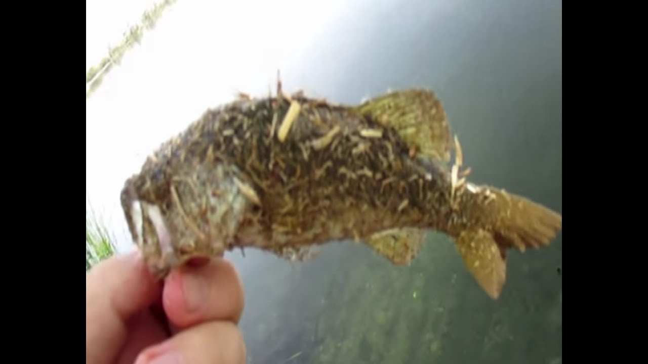 Pond Quarry River Lake Fish Fest Shadow Cliffs Bass Fishing Arroyo ...