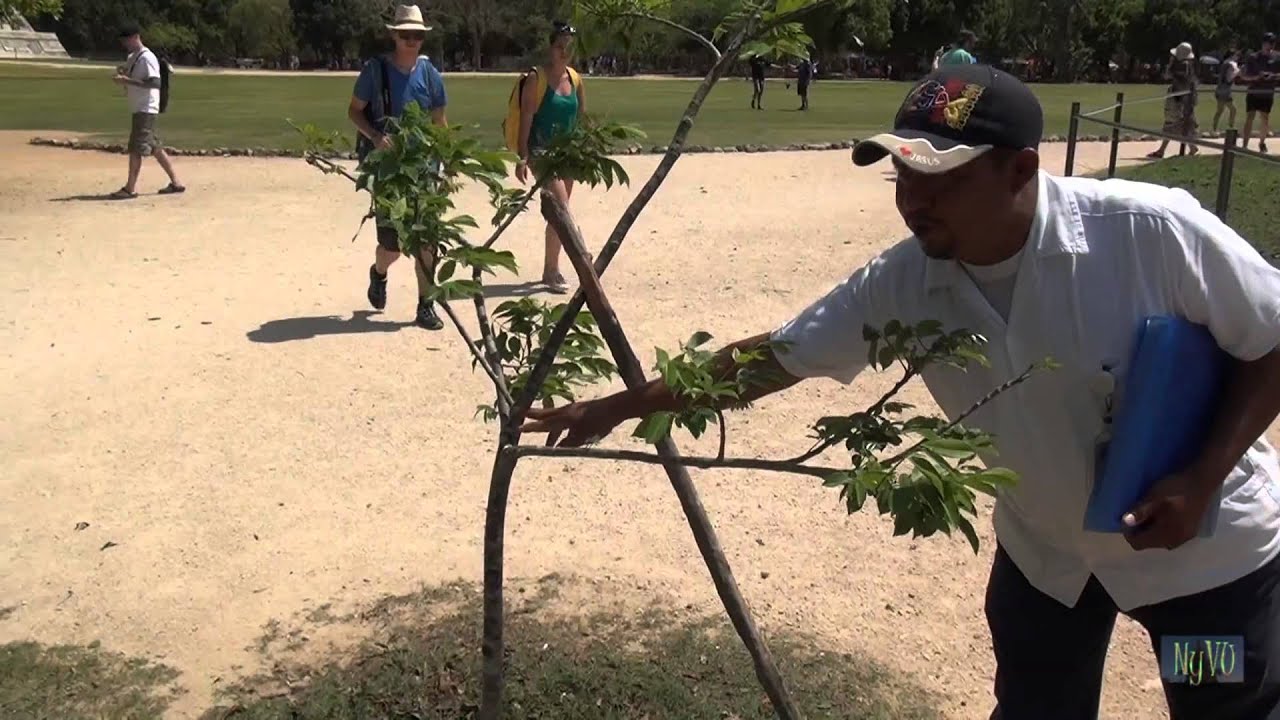 Arbol del Balche Bebida Maya - YouTube