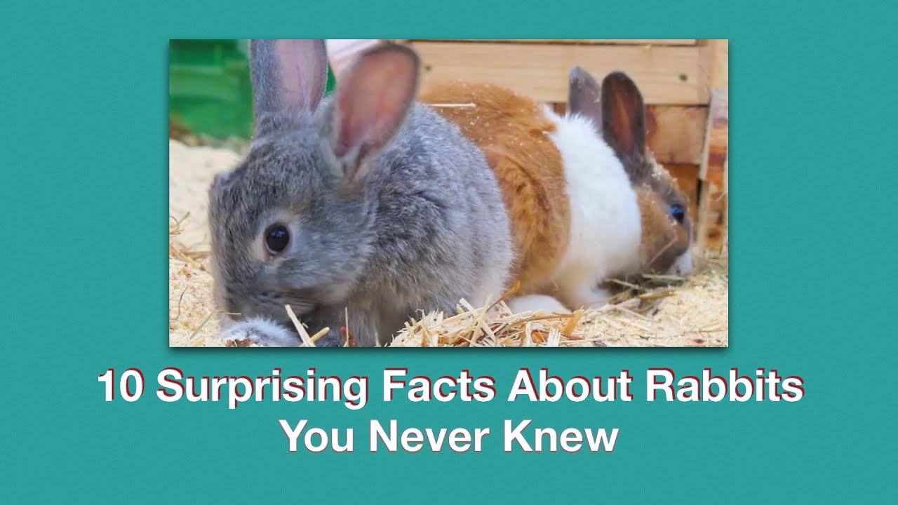 10 Surprising Facts About Rabbits You Never Knew - YouTube