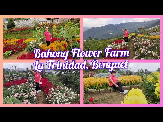 Bahong Flower Farm In Baguio | Best Flower Site