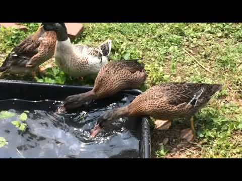 Dutch Hookbill Ducklings' First Day Outside, Part Two - YouTube