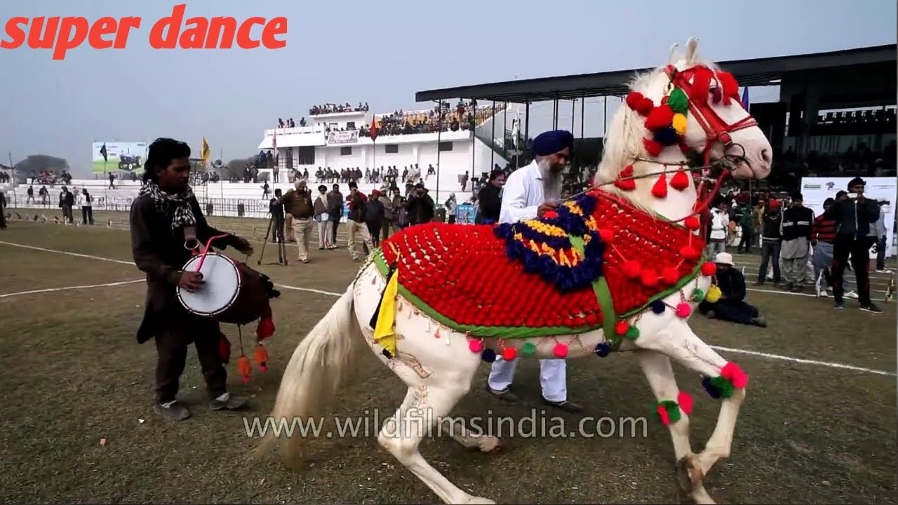ghodi ka super dance 2024 video - YouTube