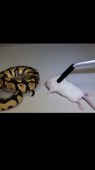 Ball Python Hatchling Feeding | 197 - YouTube