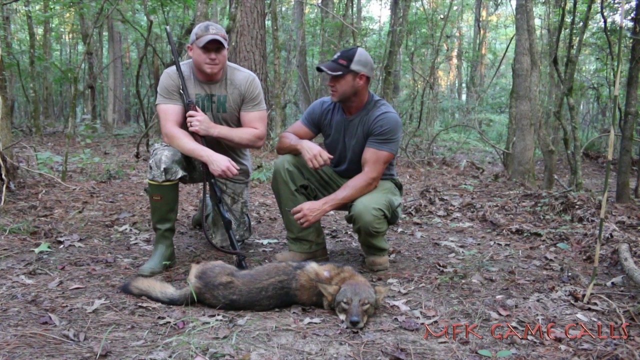 Using Coyote Group Howls/Color Phase Coyote -- Episode #20 - YouTube