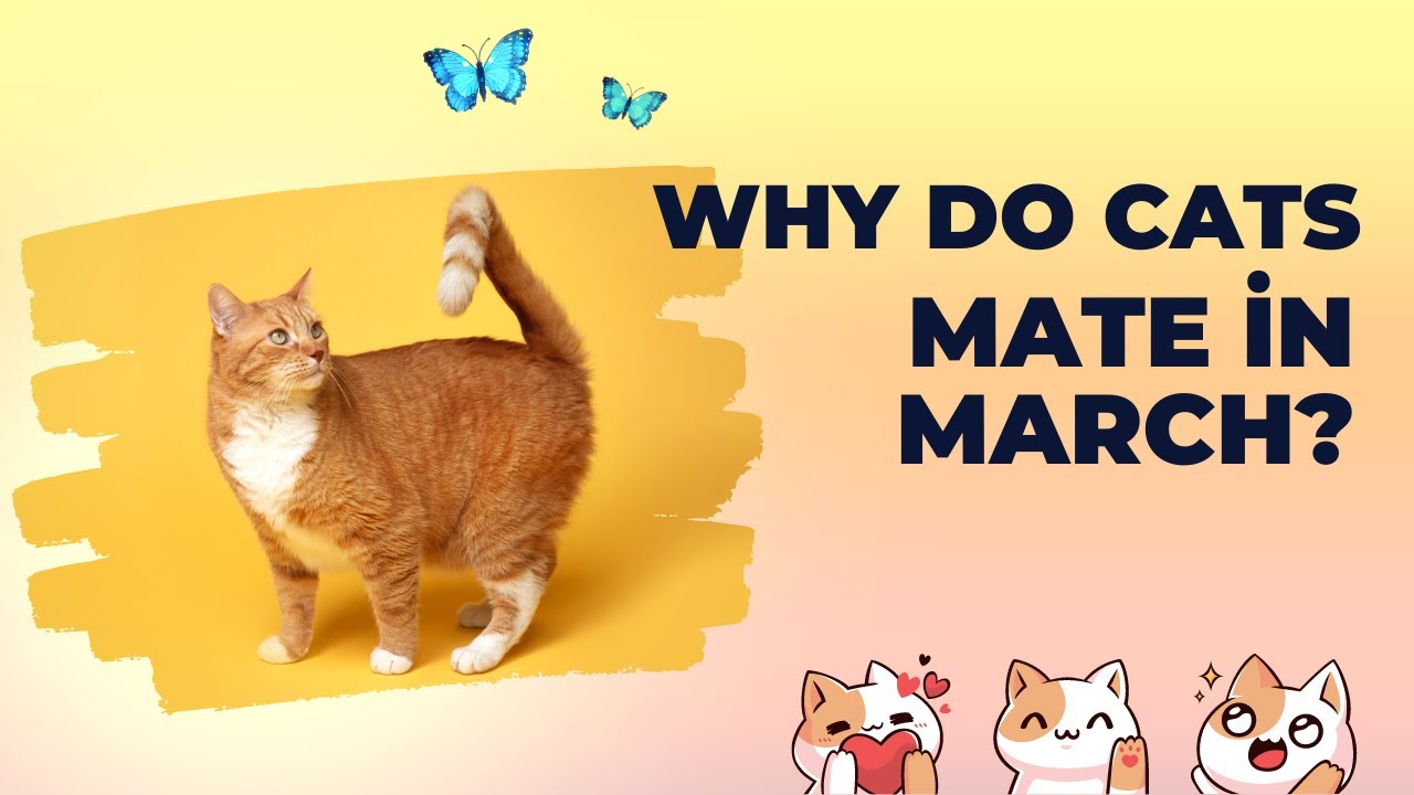 Why do cats mate in March? - YouTube