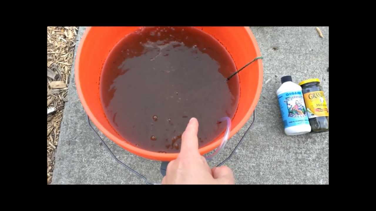 Compost Tea recipe and use - YouTube