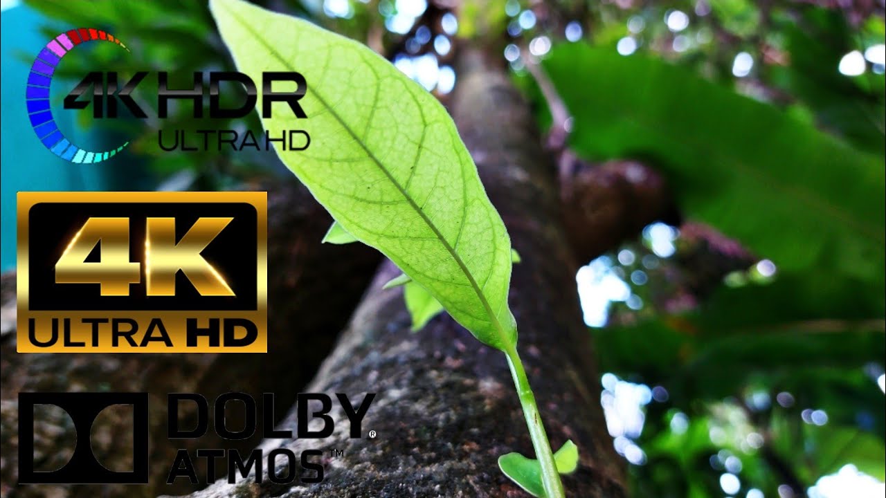 Ultra 4k video | 2160p uhd video | 4k natural video | Hdr 2160p60fps ...