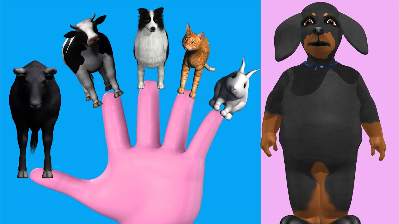 Finger Family Rhyme - PIT BULL V/S BULL,COW,DOG,CAT,RAT Version | Funny ...