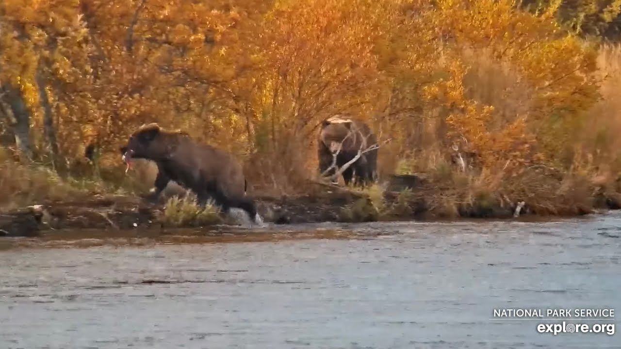 909 Junior Runs From 910 Junior After She Catches a Fish - explore.org ...