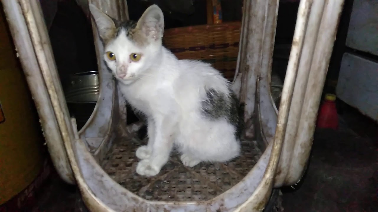 Jail Guard Cat and Inmate Cat for Greedy Viand - YouTube