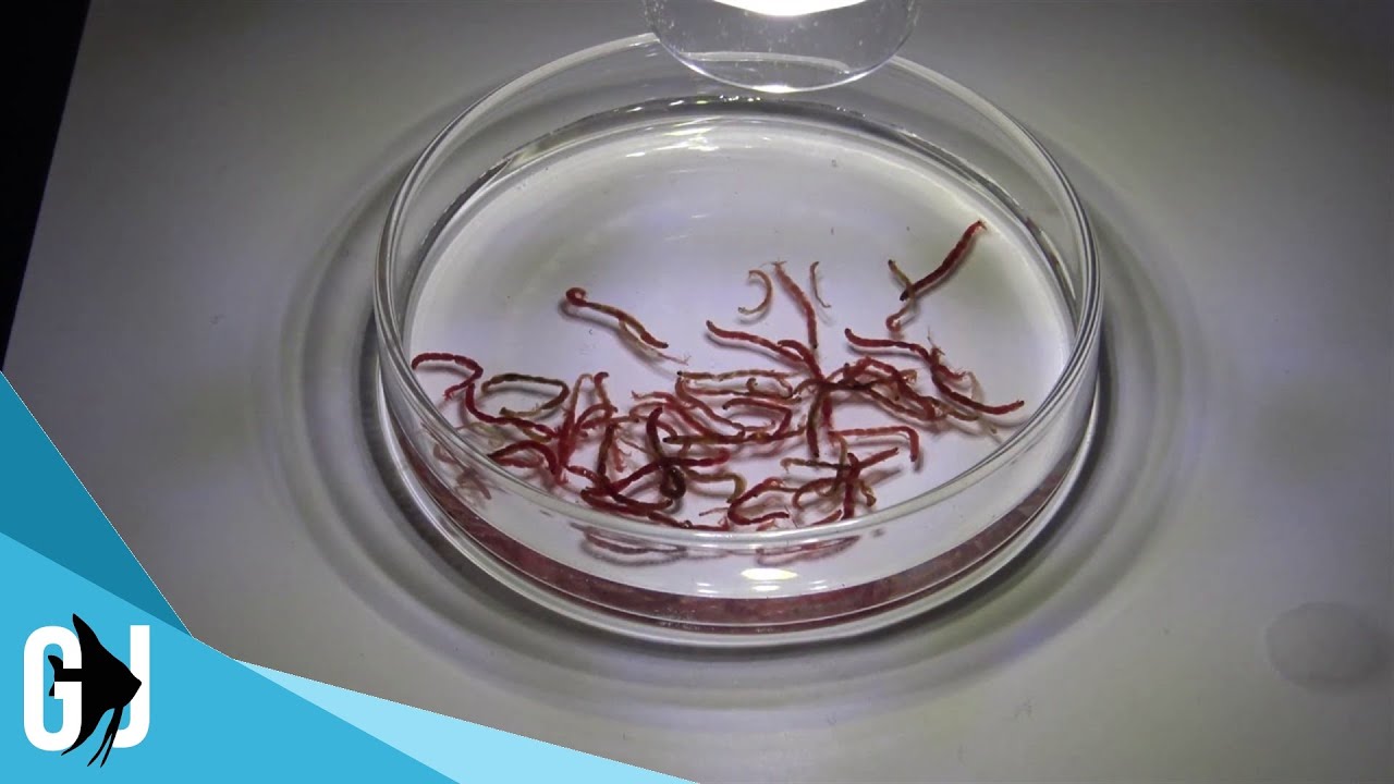 #528: Bloodworm Allergy - Tank Tip - YouTube