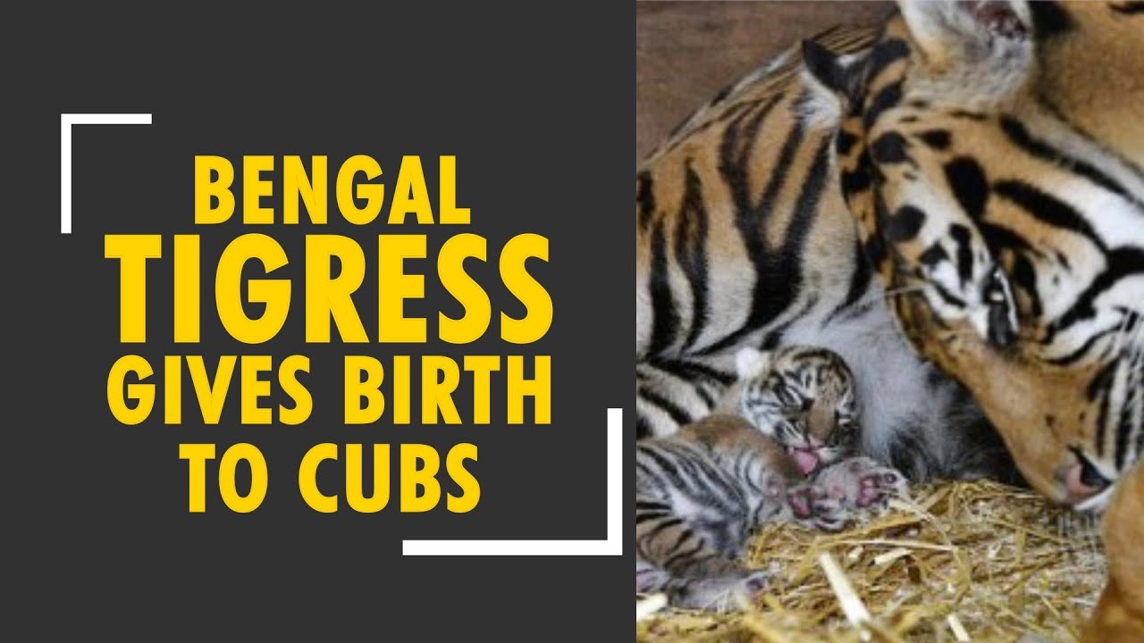 Bengal tiger gives birth to three cubs at a safari park in Siliguri ...