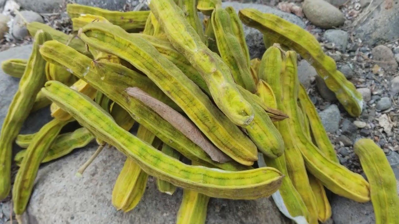 Asi Se Disfrutan Los Cujes O Pepetos - YouTube