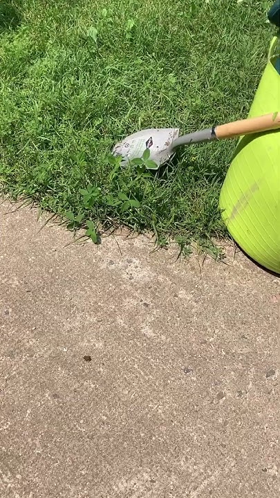 Can you spot the teeny tiny toady? - YouTube