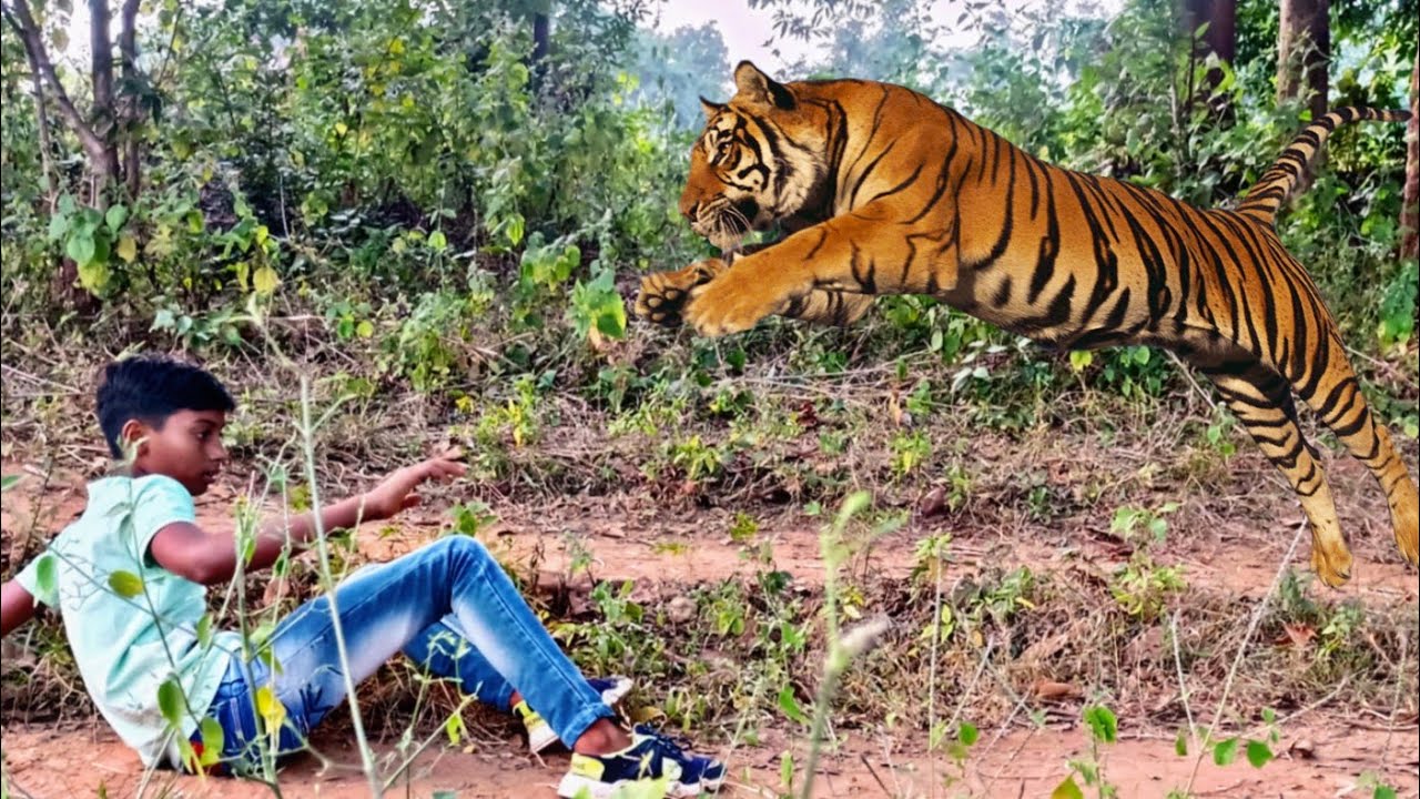 Tiger Attack Man in Forest | tiger attack in jungle, royal bengal tiger ...