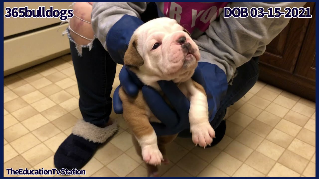 21 days old bulldog puppies get weighed | bulldog puppies on scale | Puppies Family | Grumpy ...