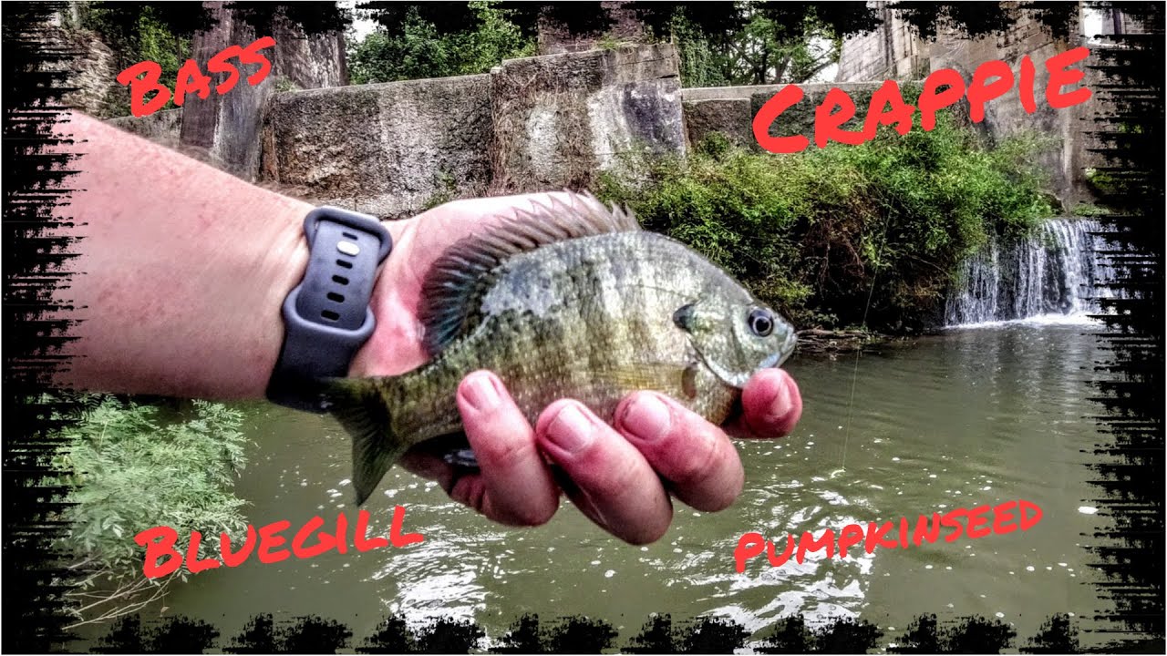 Chasing Sunfish on the DRAINED LAKE!!! - YouTube