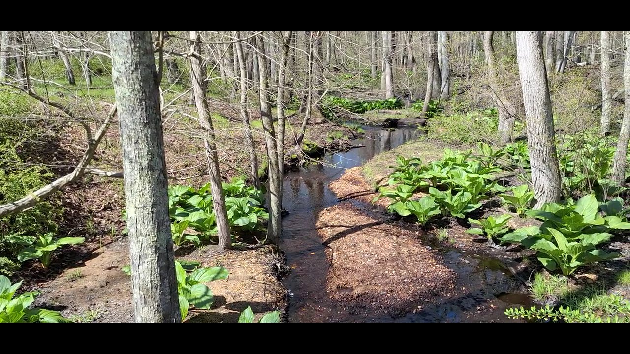 Peace #27 - Pablo Apollo's Backyard Wyld Life - YouTube