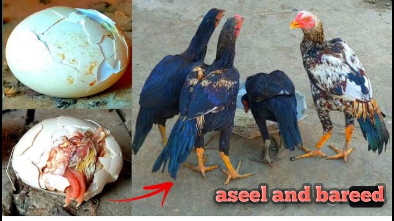 Observe the growth of aseel chicks of black sindhi hens garowing from 1 ...