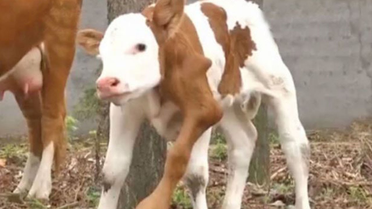Cow Born With 6 Legs – Amazing Birth Story - YouTube