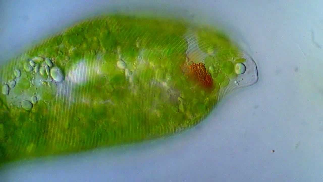 Euglena ehrenbergi - DIC microscope 1000x - YouTube