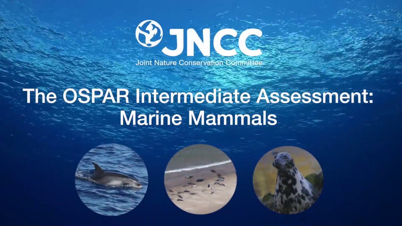 JNCC Marine Assessment - Marine Mammals - YouTube