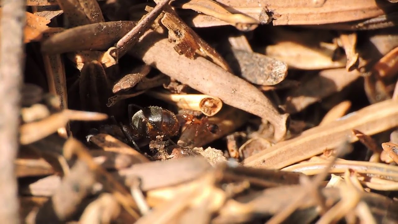 Formicoxenus nitidulus dans un nid de Formica - YouTube