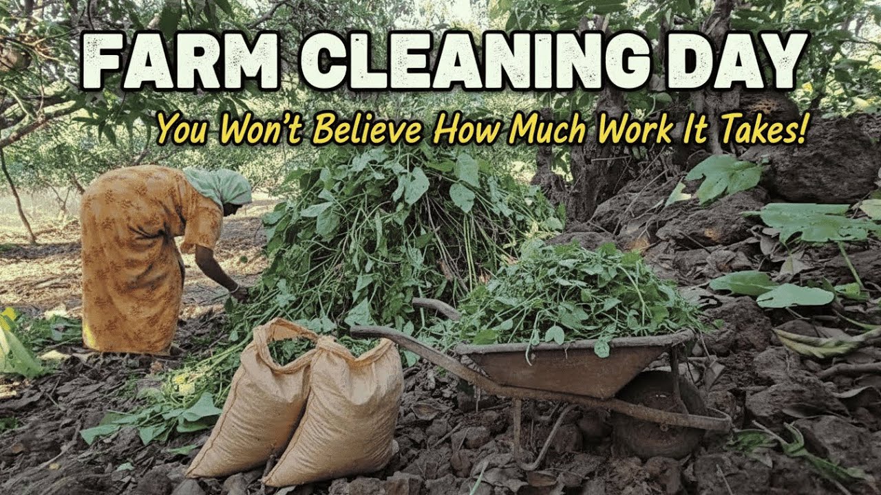 Farm cleaning day you Won’t Believe How Much Work It Takes ! - YouTube