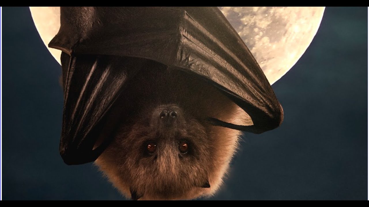 Interesting Facts About Bats - YouTube