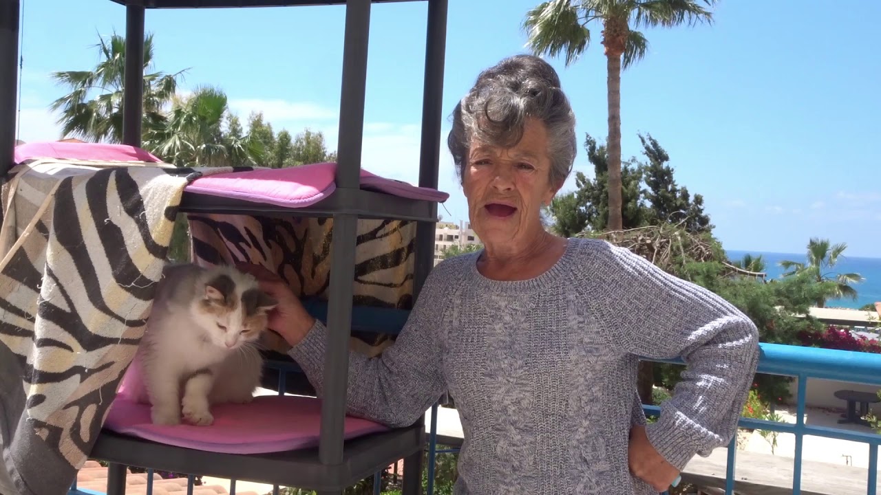 Thank YOU Tala Cats - Cat Sanctuary in Tala/Paphos - YouTube