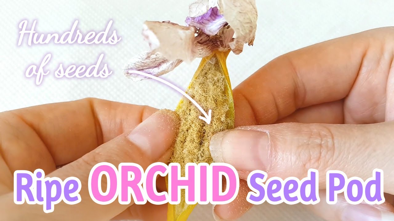 Ripe Orchid Seed Pod - 18.06.2017 - YouTube