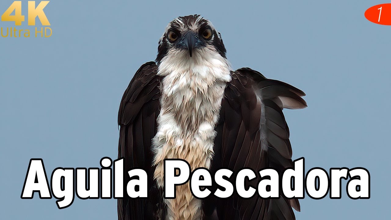 Águila Pescadora | Descubre las Aves de Colombia en 4K - YouTube