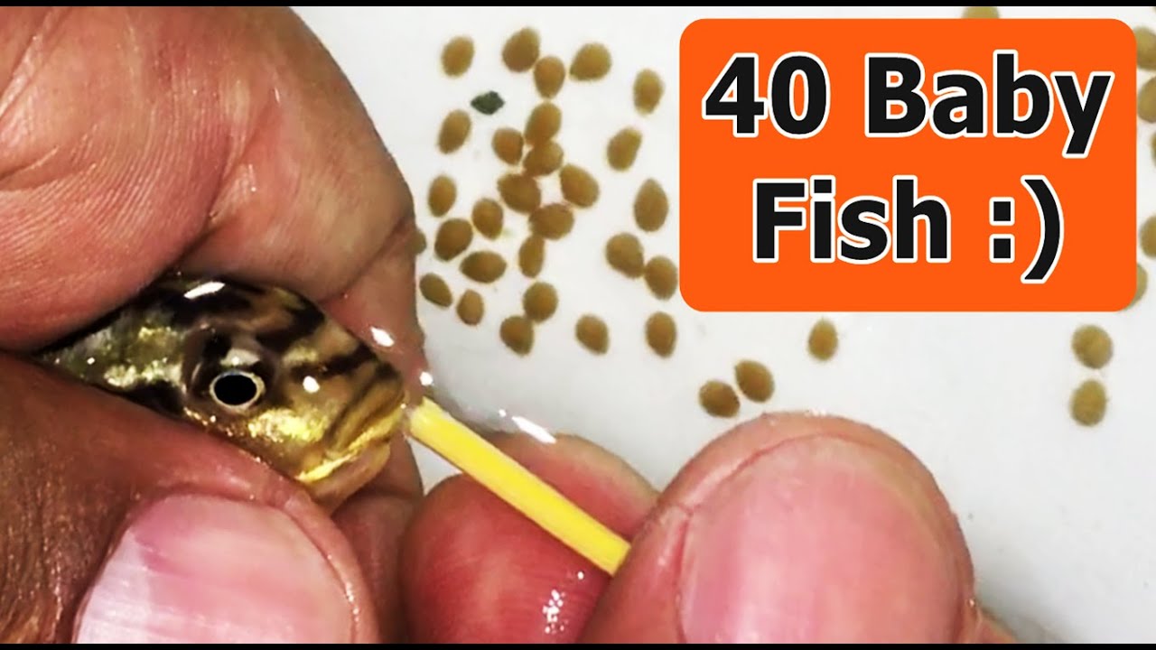 Auratus Cichlid Fish gave birth to 40 babies 😍🐬🖐 - YouTube