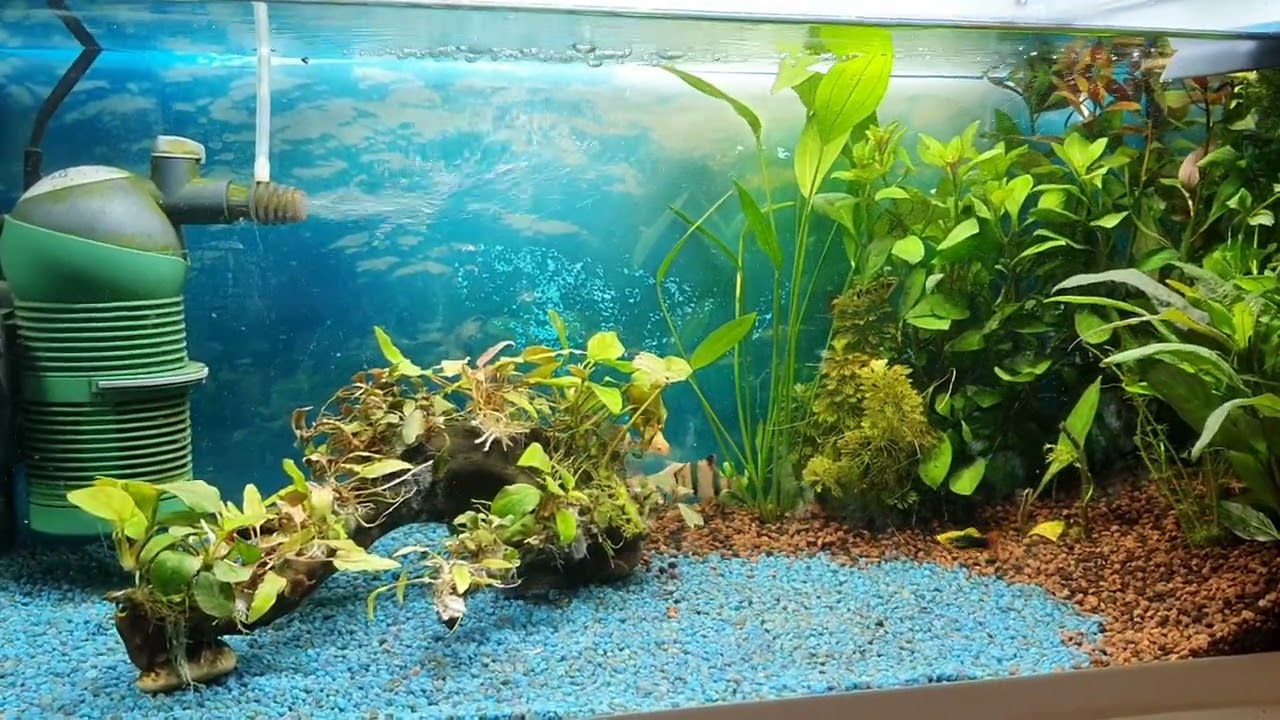 Aquarium Aquatlantis Advance led 60 Fish Tank 15 gallons 水族館 - YouTube